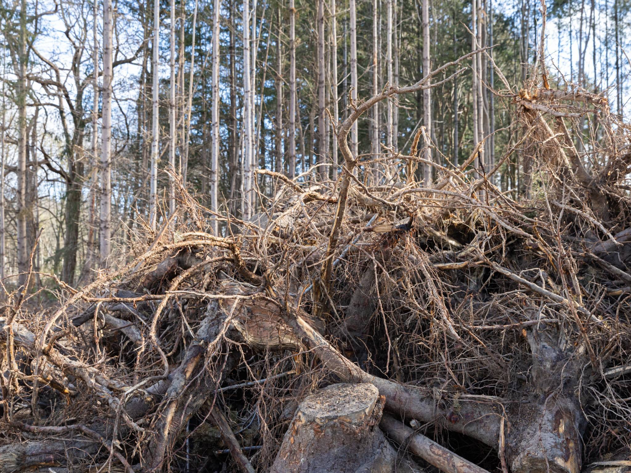 Blog 9: Bomen, wortels en hout